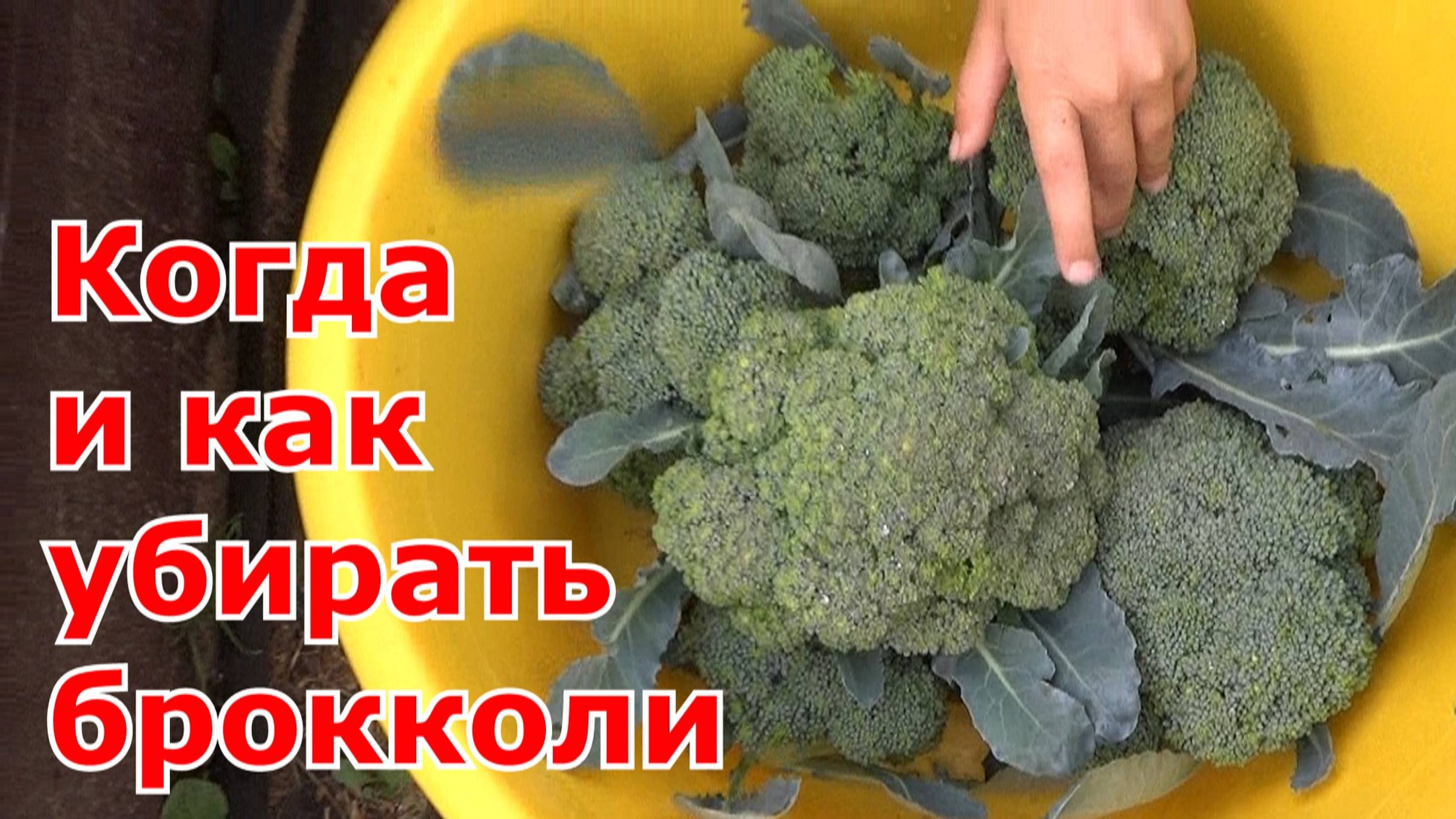 Уборка капусты брокколи - чтобы капуста не пошла в цвет и дала второй урожай.