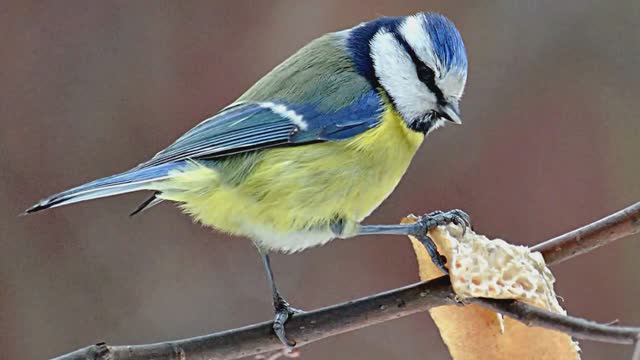 Расслабляющие звуки природы и водопада. Пение Птиц В Лесу. Белый шум. Релакс
