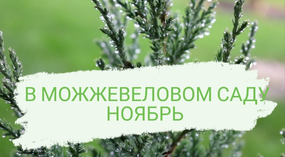 В МОЖЖЕВЕЛОВОМ САДУ НОЯБРЬ?