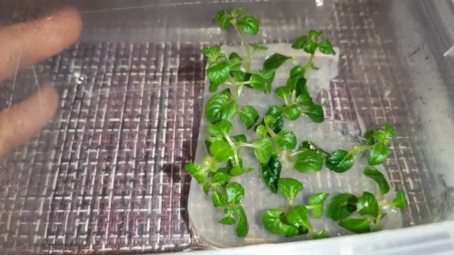 Гортензия Самарская Лидия микроклоны