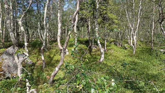 день 4 ч.1 Хибины июнь 2024