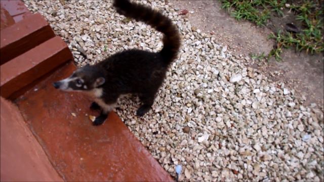 Мексика. Носухи отеля Riu Tequila в Плайя-дель-Кармен!