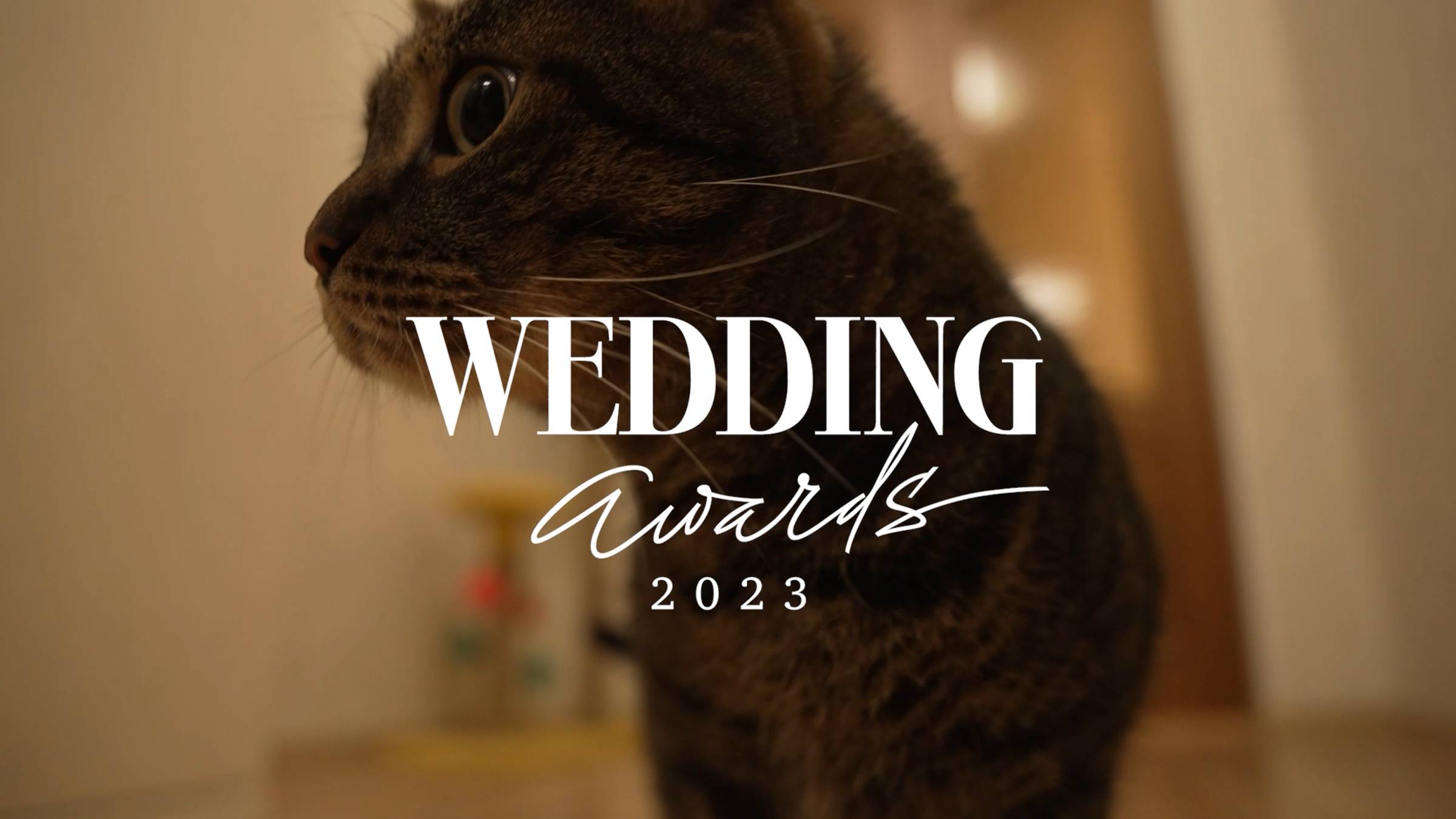 Заявка на Wedding Awards Russia 2023. Ведущий Алексей Емельянов