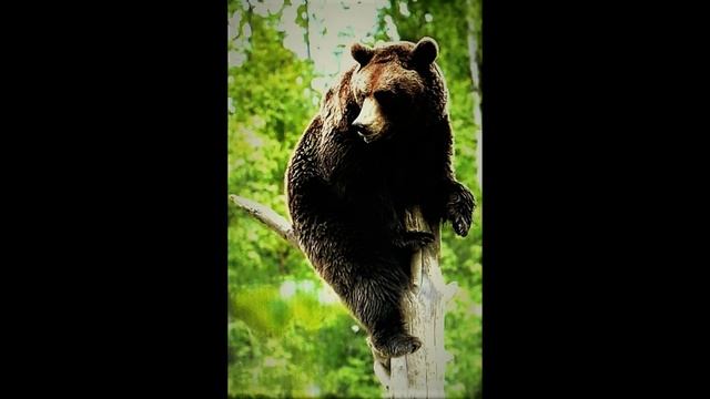 ПЕСЕНКА О ДРУЖБЕ ( детям )