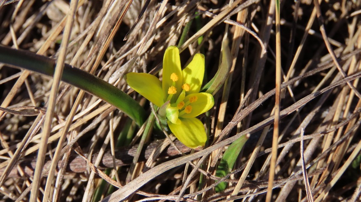 Гусиный лук расцвел. Сурки, ворон, полевой лунь, следы волка, гнездо канюка. Начало марта 2024