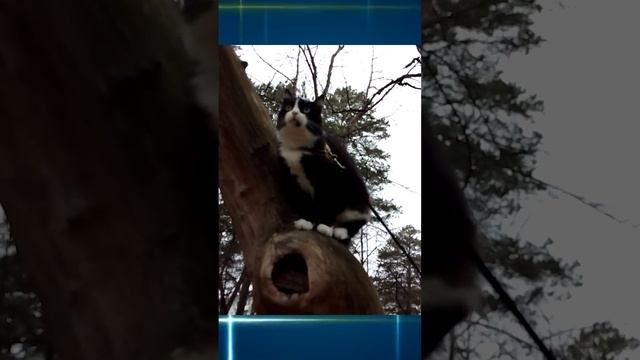 А где суслики #shorts