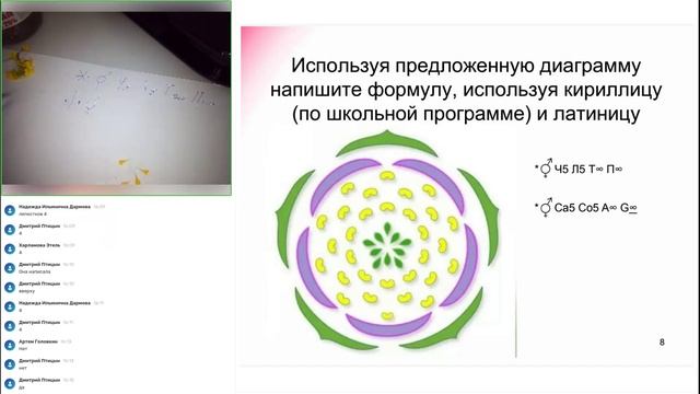 Разнообразие растений. Занятие 3