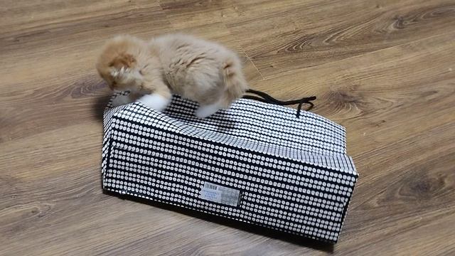 любитель сумок))