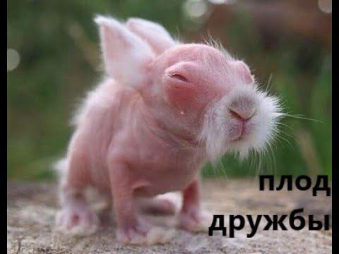 Увидите удивительные видосы! Мутация Ахеджаковой и Рязанова. Плод их дружбы.  ОВ30