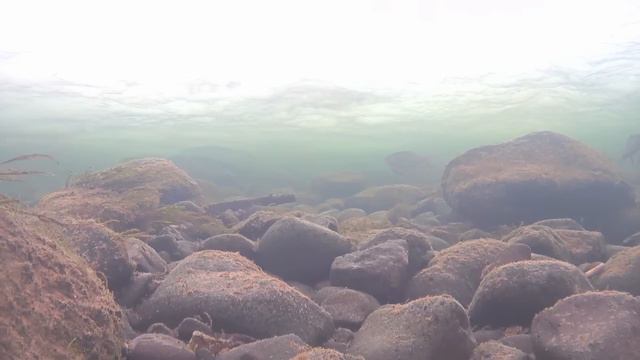 Закрытие снегоходного сезона 2023. Отличная рыбалка по хариусу, заключительная часть!