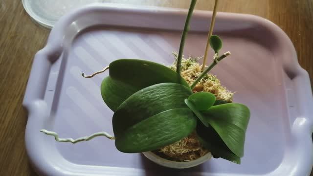 Орхидея потеряла тургор. Приступаю к реанимации