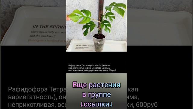 22.07.24 #Растения почтой🌿Липецк🌿Эпипремнумы🌸Рафидофоры🌿🌸Филодендроны🌿Сингониум🌿Аглаонемы🌸