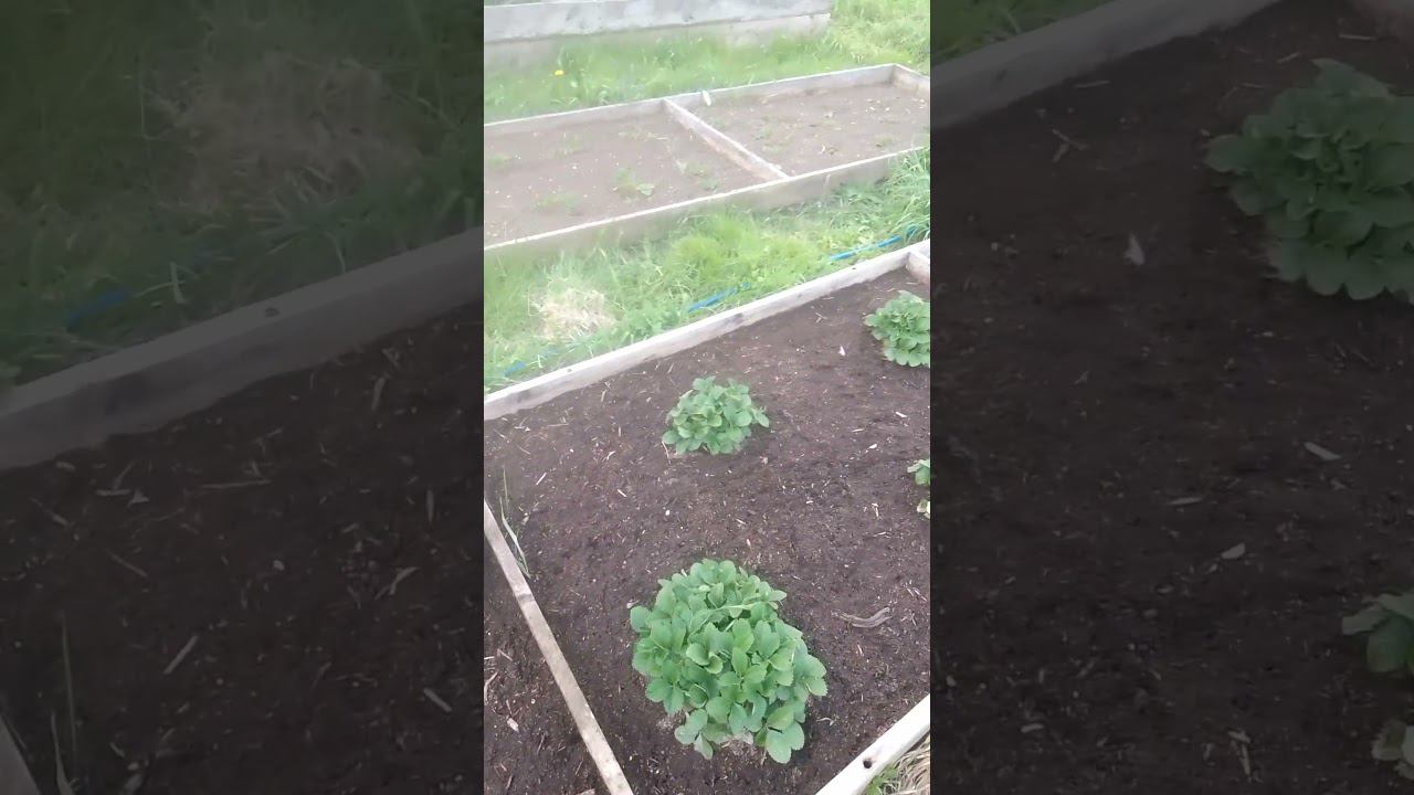клубничная грядка готова к мульчирование #огород #клубника #мульчирование #сад