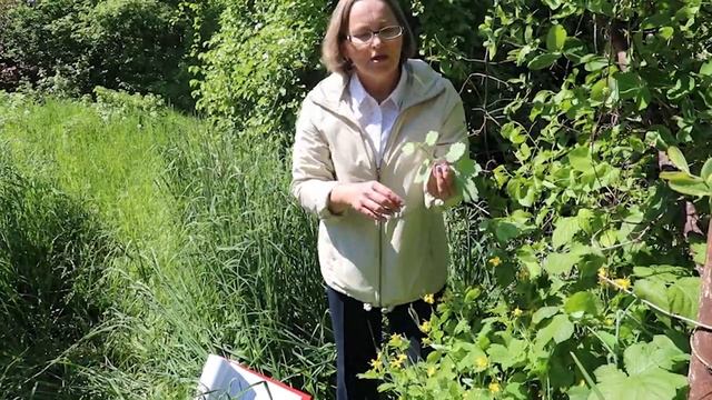 «Лекарственные растения» Экопарка «ТАУ»