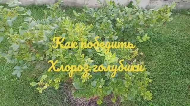 Как победить хлороз голубики