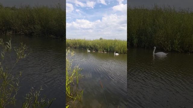 Лебеди в деревне.