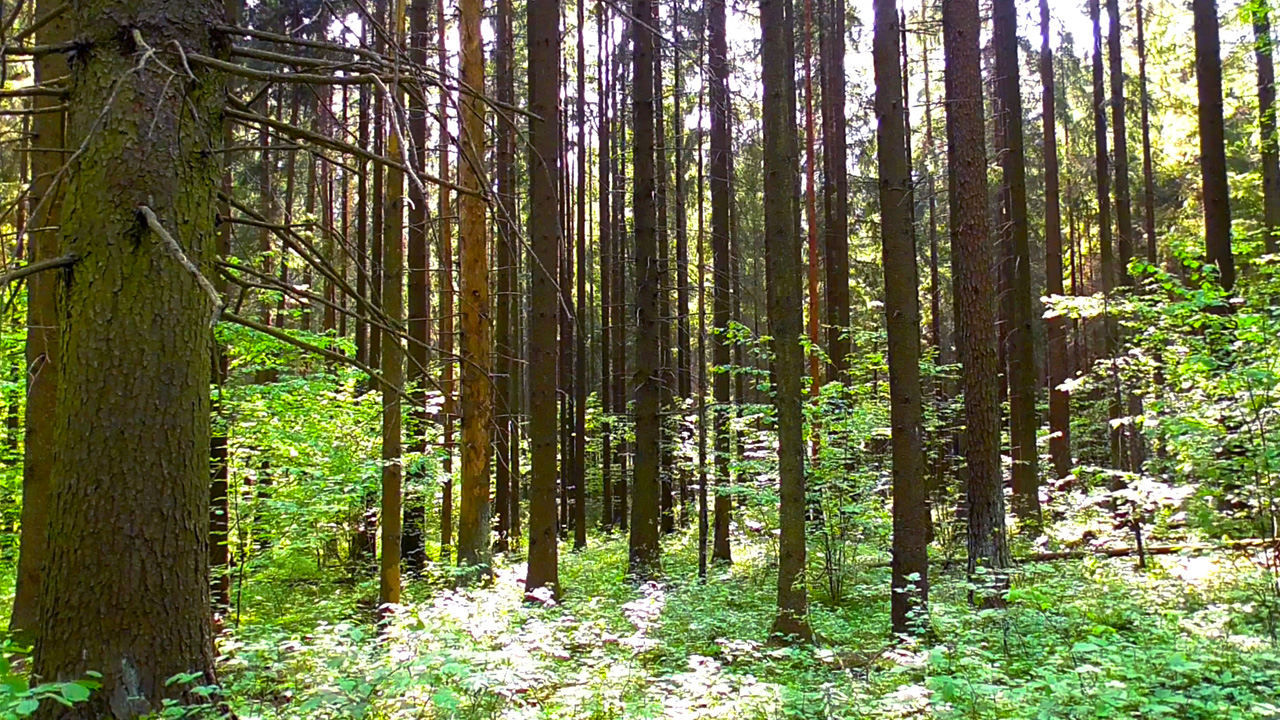 Пейзажи лета, пение птиц: лесной массив в солнечную погоду. Звуки живой природы.