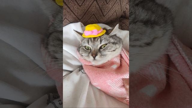 Кошечке пора спать)))