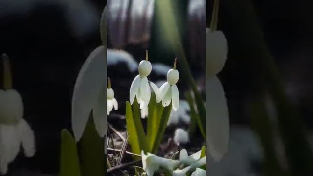 #Анимация подснежники с помощью #Kandinsky