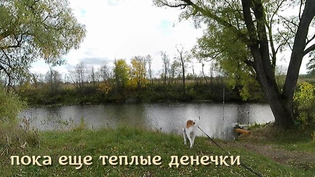 Моя собака гуляка  / еще теплые осенние денечки