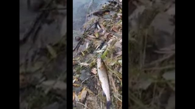 Ловля ленка и хариуса на воблер 55 мм (6,2 гр) от Mr. Musurok #shorts