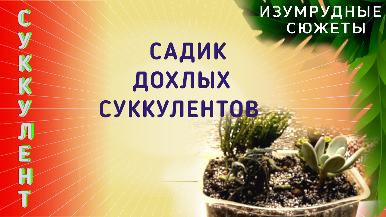 СУККУЛЕНТЫ. Выращивание суккулентов. Как спасти суккуленты.