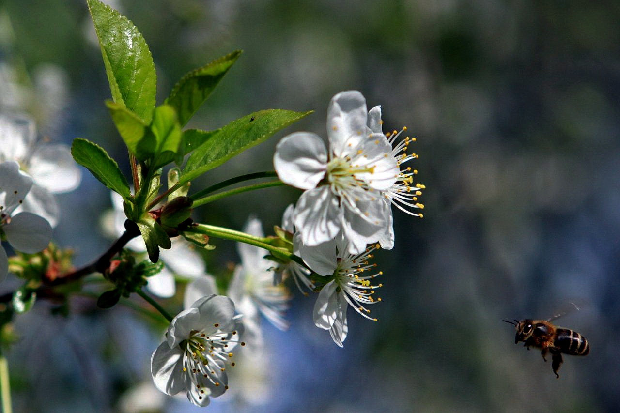 Прощание с весной