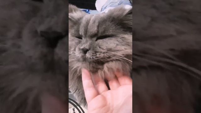 Британский длинношерстный котик Дымок