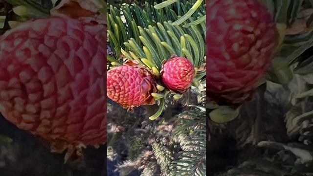 Красота природы с IPhone 13 Pro Max