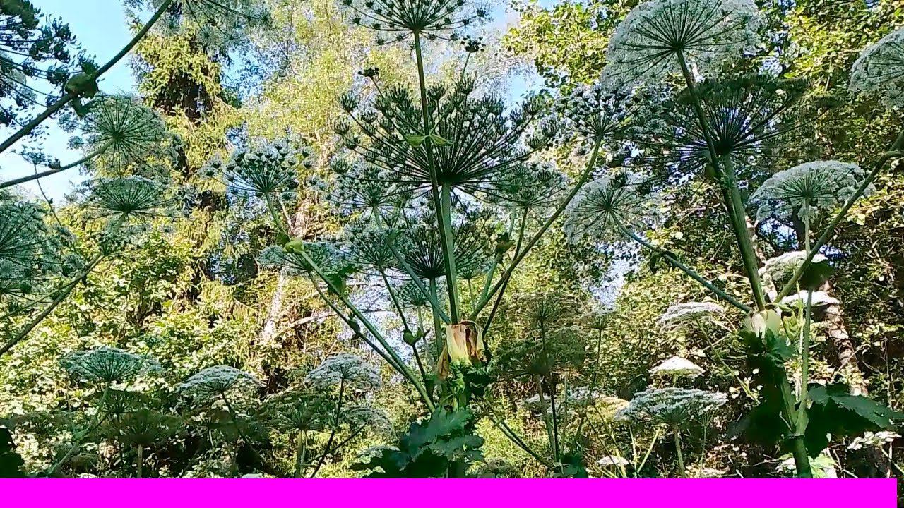 Один эпизод борьбы с зарослями борщевика