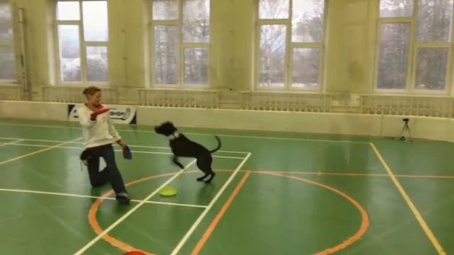 Собаки как праздник!) .mp4