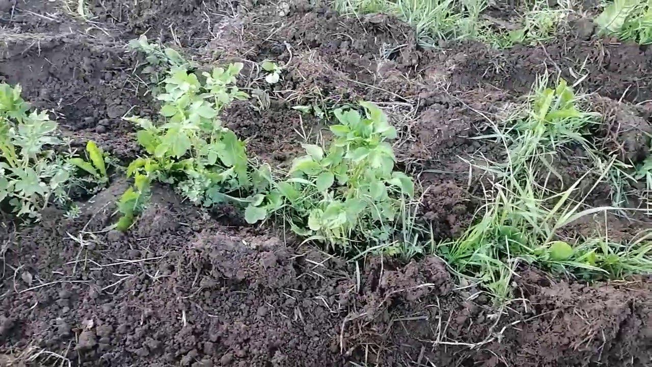 Опять про поле плоскорез и окучник