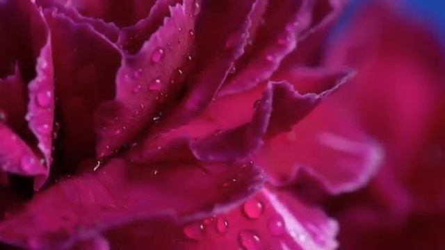 Мокрые Цветы Крупным Планом/Бесплатное Стоковое Видео/Без Авторских Прав/
