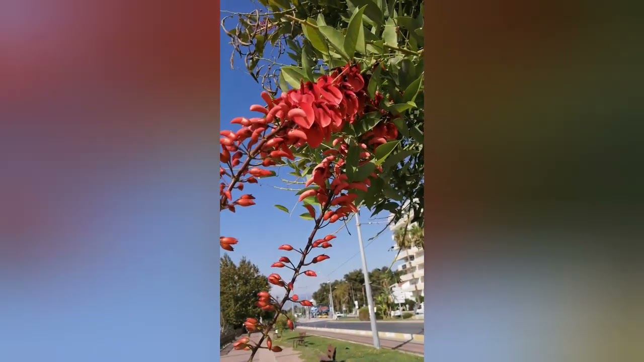 Красота Анталии.