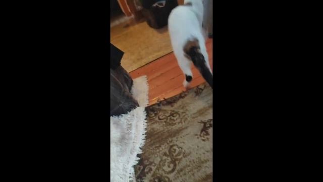 #shorts Отличный бросок мяса ?❤?