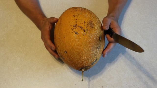 Дыня Алушта.