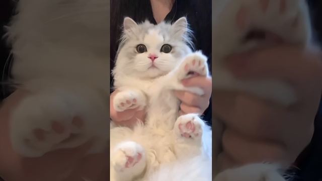 26-03-2024 котёнок танцы