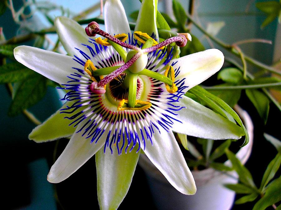 Пассифлора-лоза страсти РЕЛАКС ТЕРАПИЯ ИМПРОВИЗАЦИЯ композитор Виктор Анохин #piano #music  #цветы