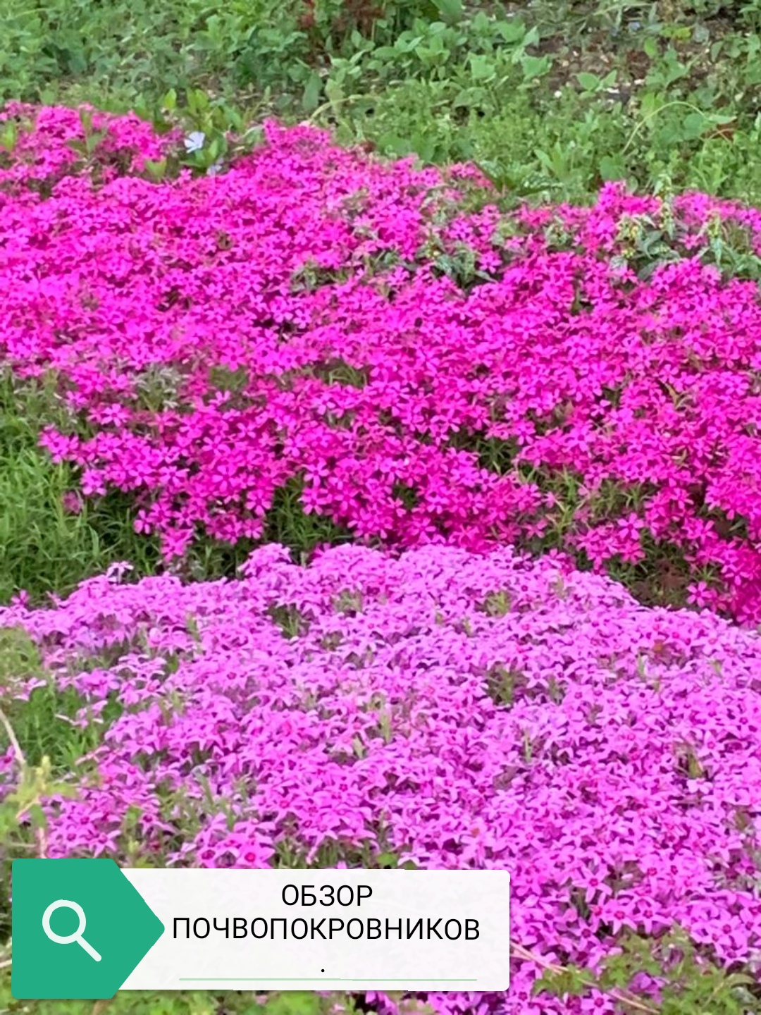 Не опоздайте с посадкой! Флокс шиловидный и другие.