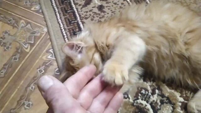 Игривая Рыжая Кошка      ....mp4