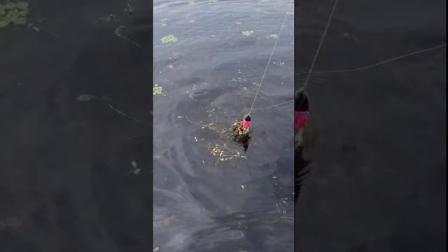 Ловля змееголова на лягушку 80 мм (25 гр) от Mr. Musurok