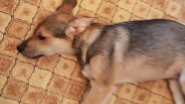 Поиск пропавших животных - услуги розыска СЛЕДОПЫТ