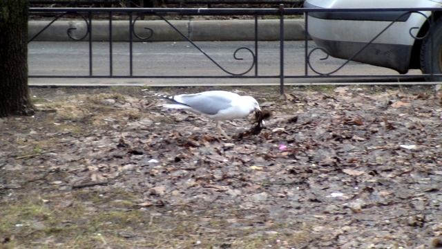 Серебристая чайка собирает листья для гнезда