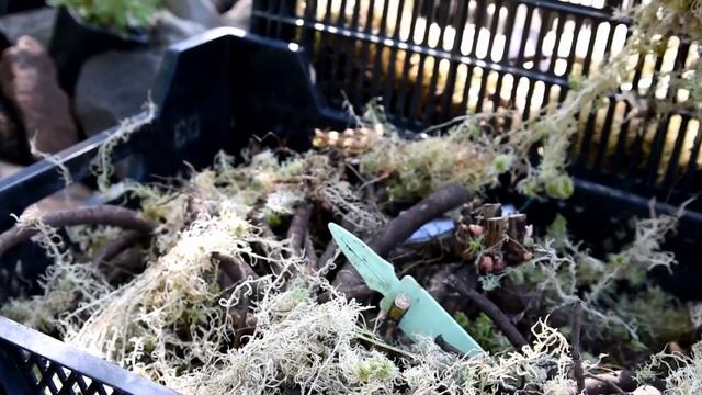 Хранение деленок многолетников во мхе-сфагнуме