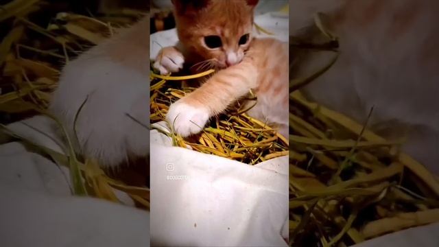 Сохрани зубы своей Кошке