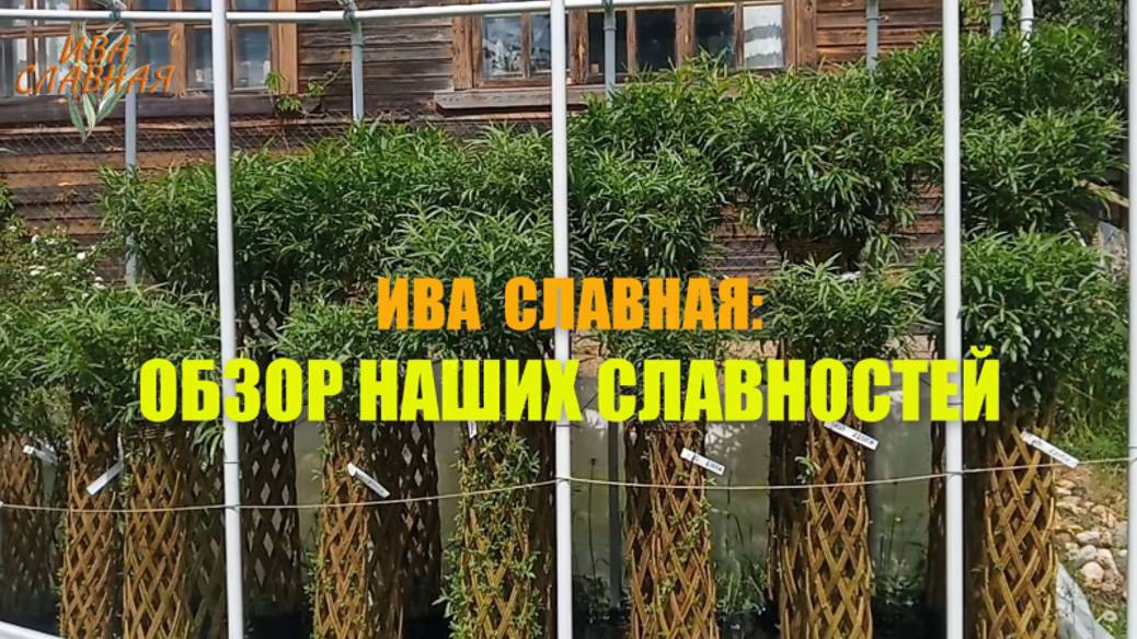 Ива Славная: Обзор наших славностей (06.06.2024)