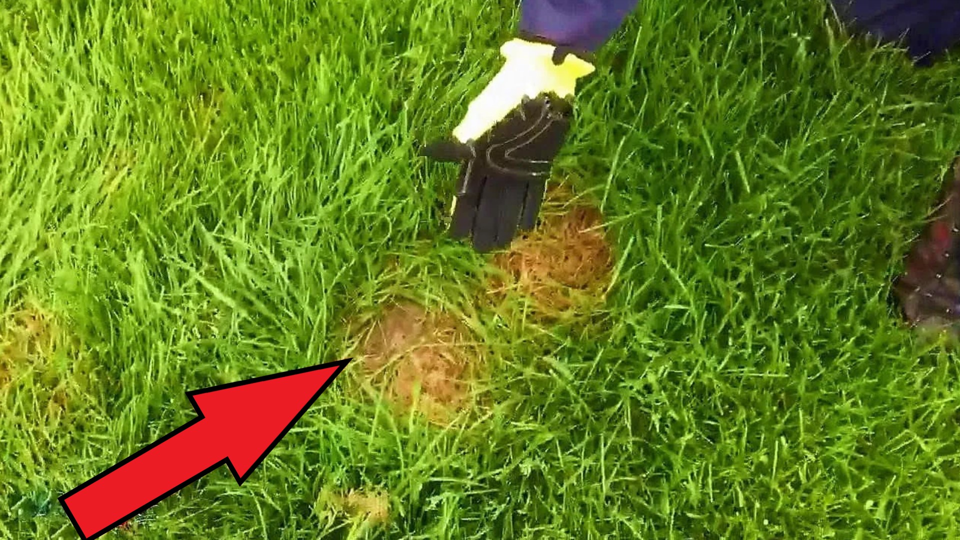 Если вы увидели это пятно посреди лужайки, уходите оттуда как можно подальше!