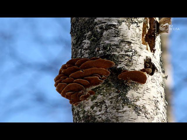 Ростополь | Библия и природа