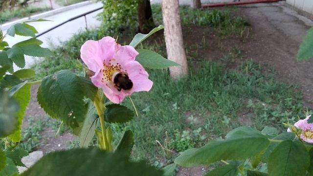 Пчелка трудится в поте лица