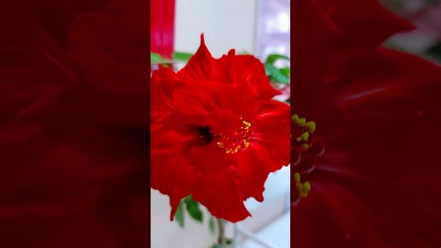 MovaviClips_Video_20211130-080041.mp4